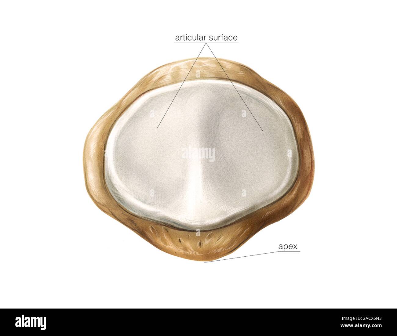 Illustration of the patella. This posterior view labelled illustration ...