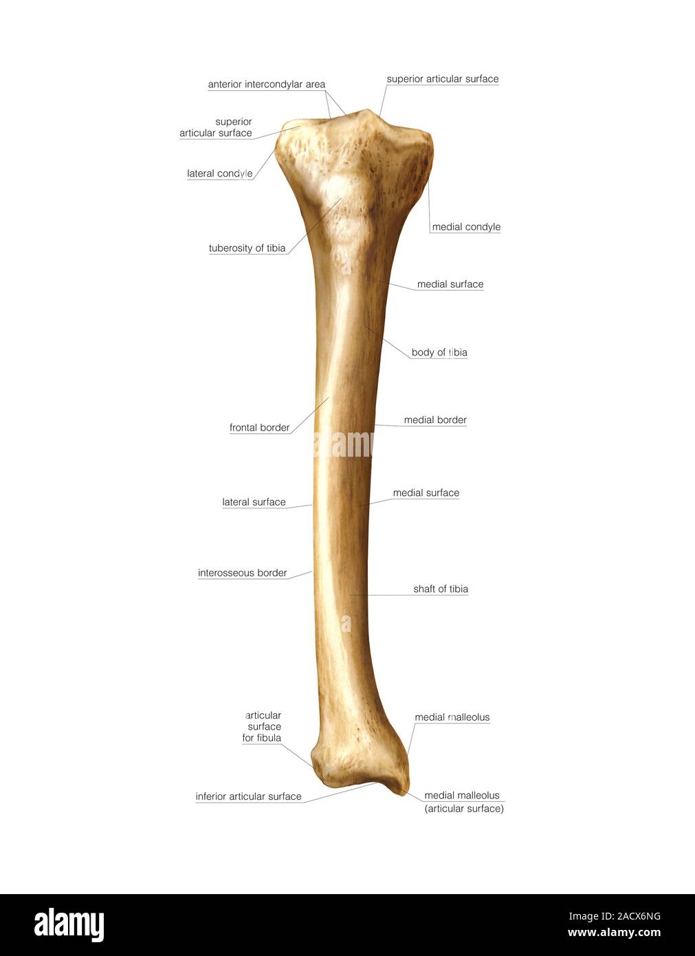 Illustration of the tibia. This anterior view labelled illustration is ...