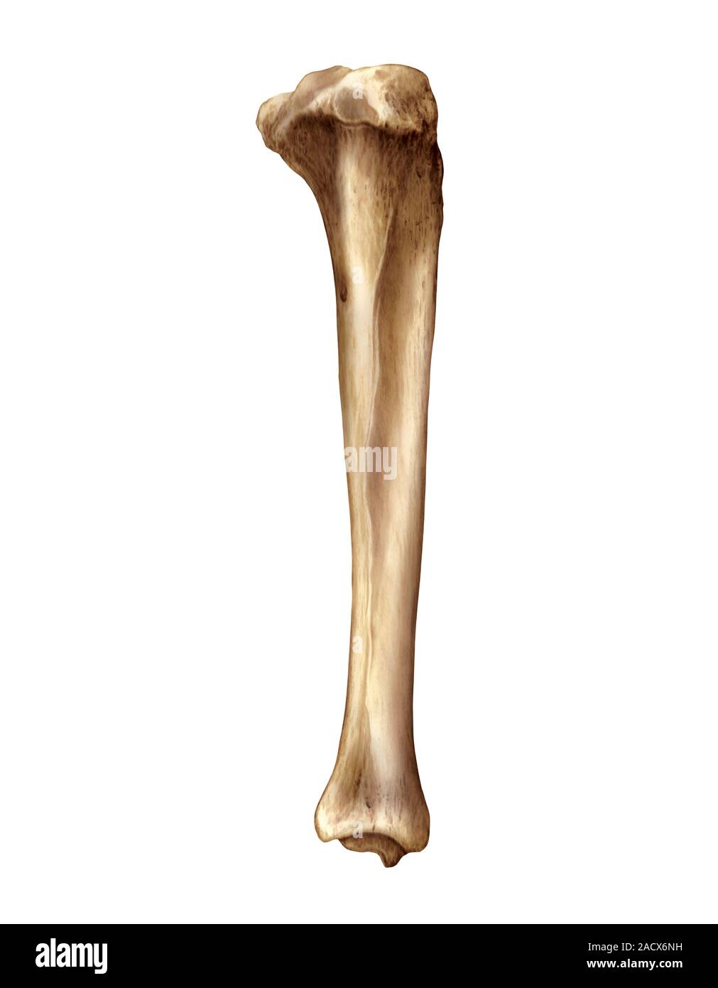Illustration of the tibia. This lateral view illustration is from ...