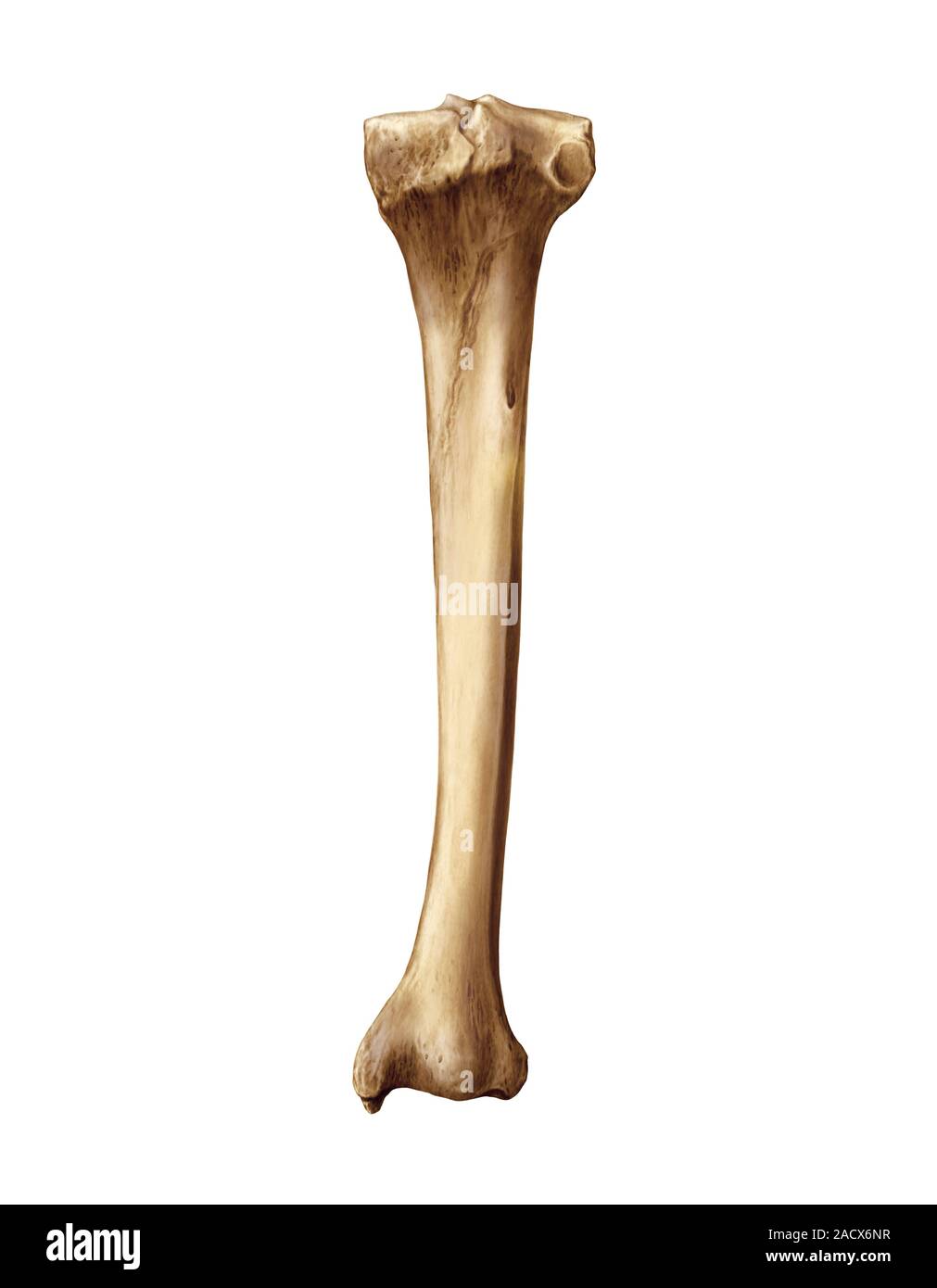 Illustration of the tibia. This posterior view illustration is from ...