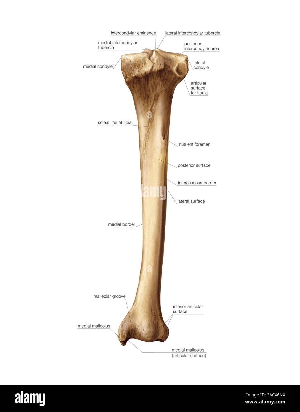 Illustration of the tibia. This posterior view labelled illustration is ...