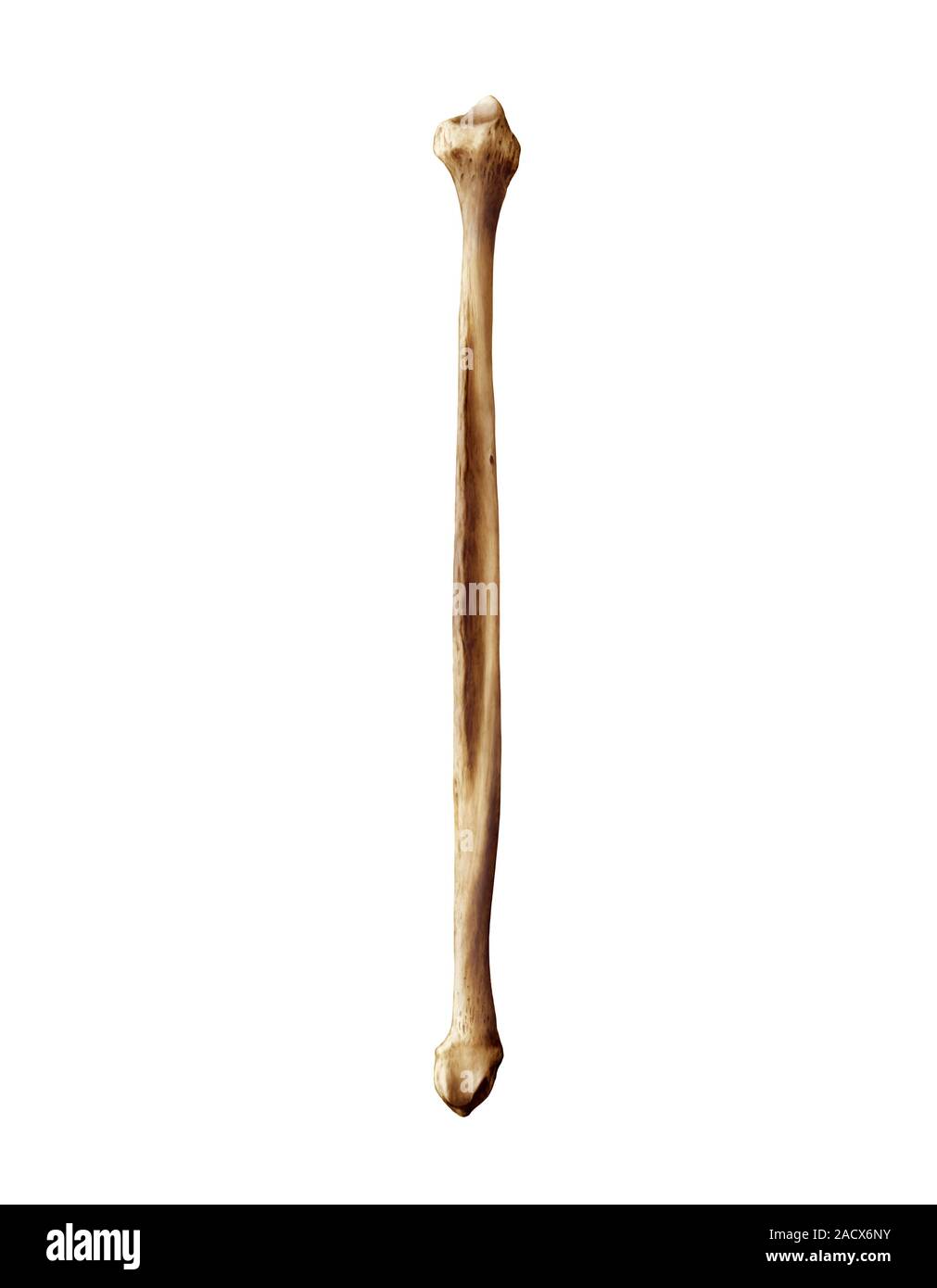 Illustration of the fibula. This medial view illustration is from ...