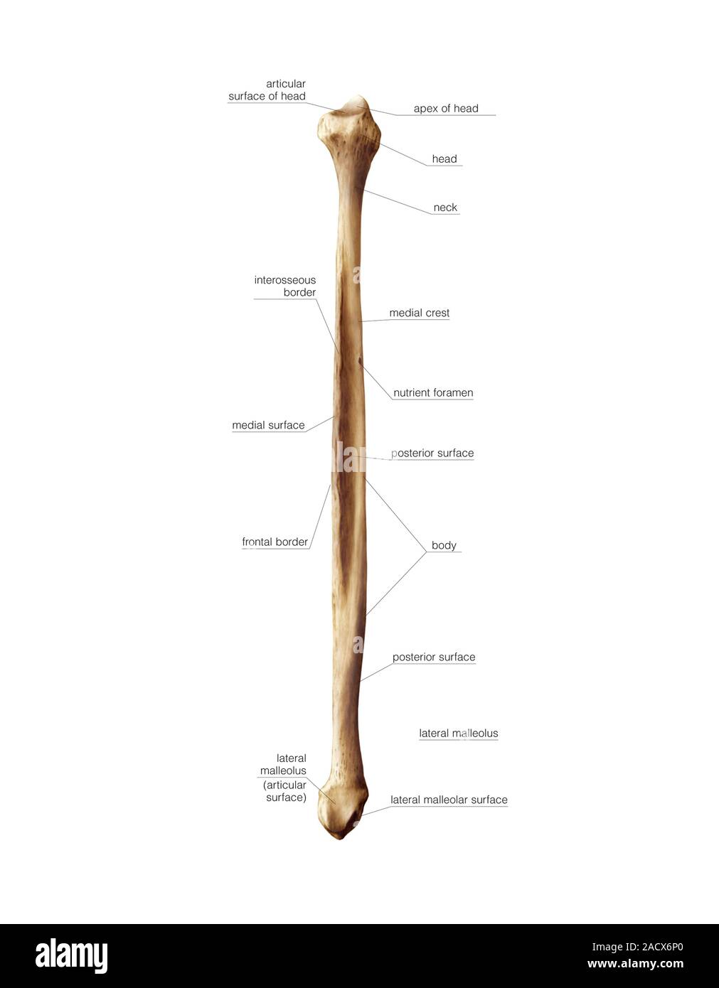 Illustration of the fibula. This medial view labelled illustration is ...