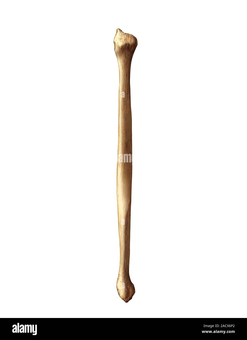 Illustration of the fibula. This lateral view illustration is from ...