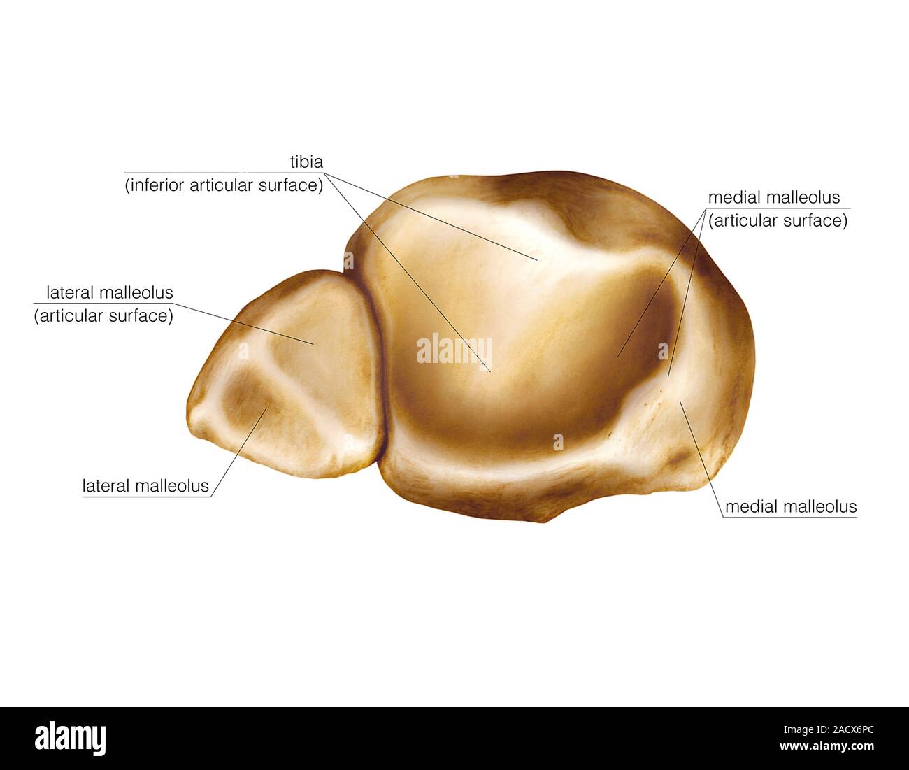 Illustration of the distal view of the tibia and the fibula. This ...