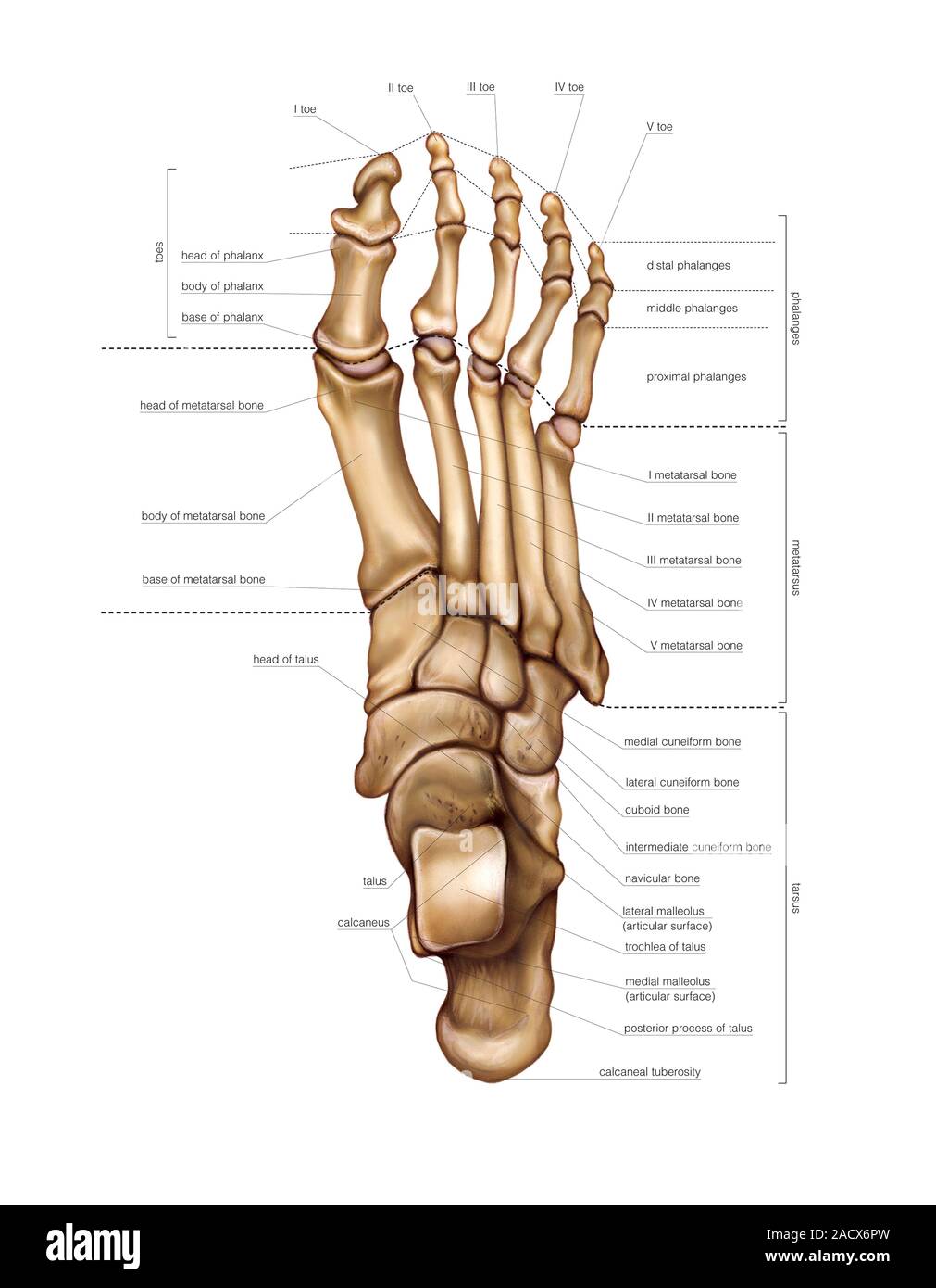 Illustration of the bones of the foot. This dorsal view labelled ...