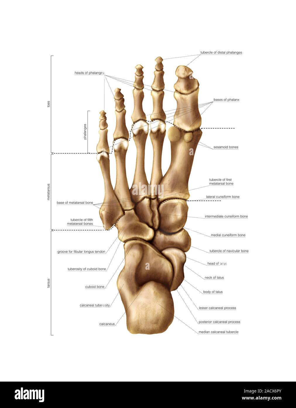 Illustration of the bones of the foot. This plantar view labelled ...
