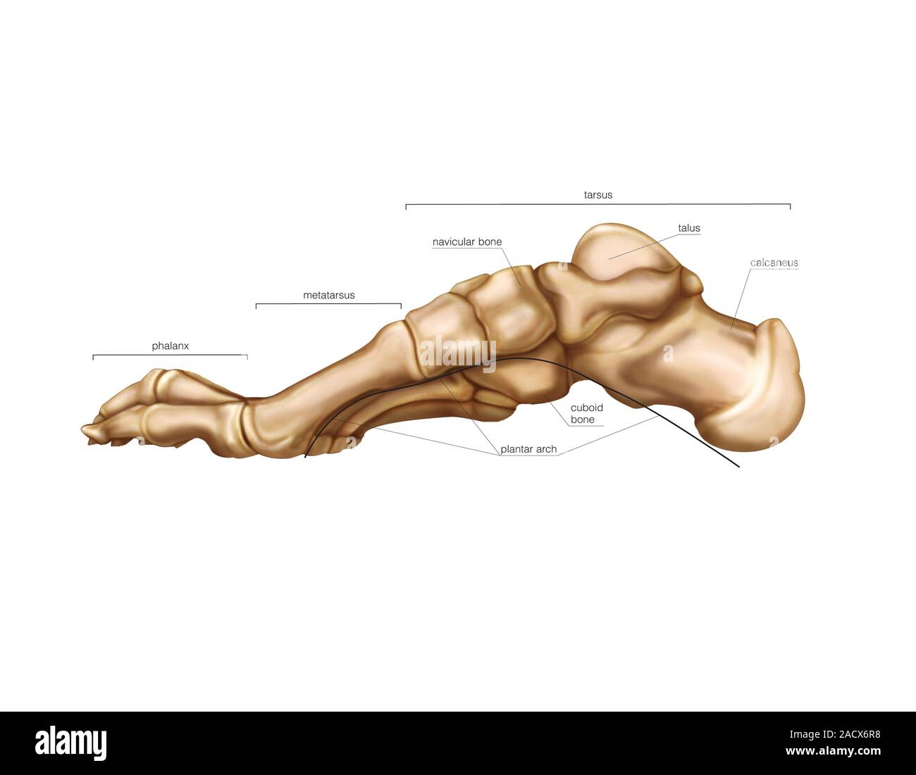 Illustration of the bones of the foot. This lateral view labelled ...