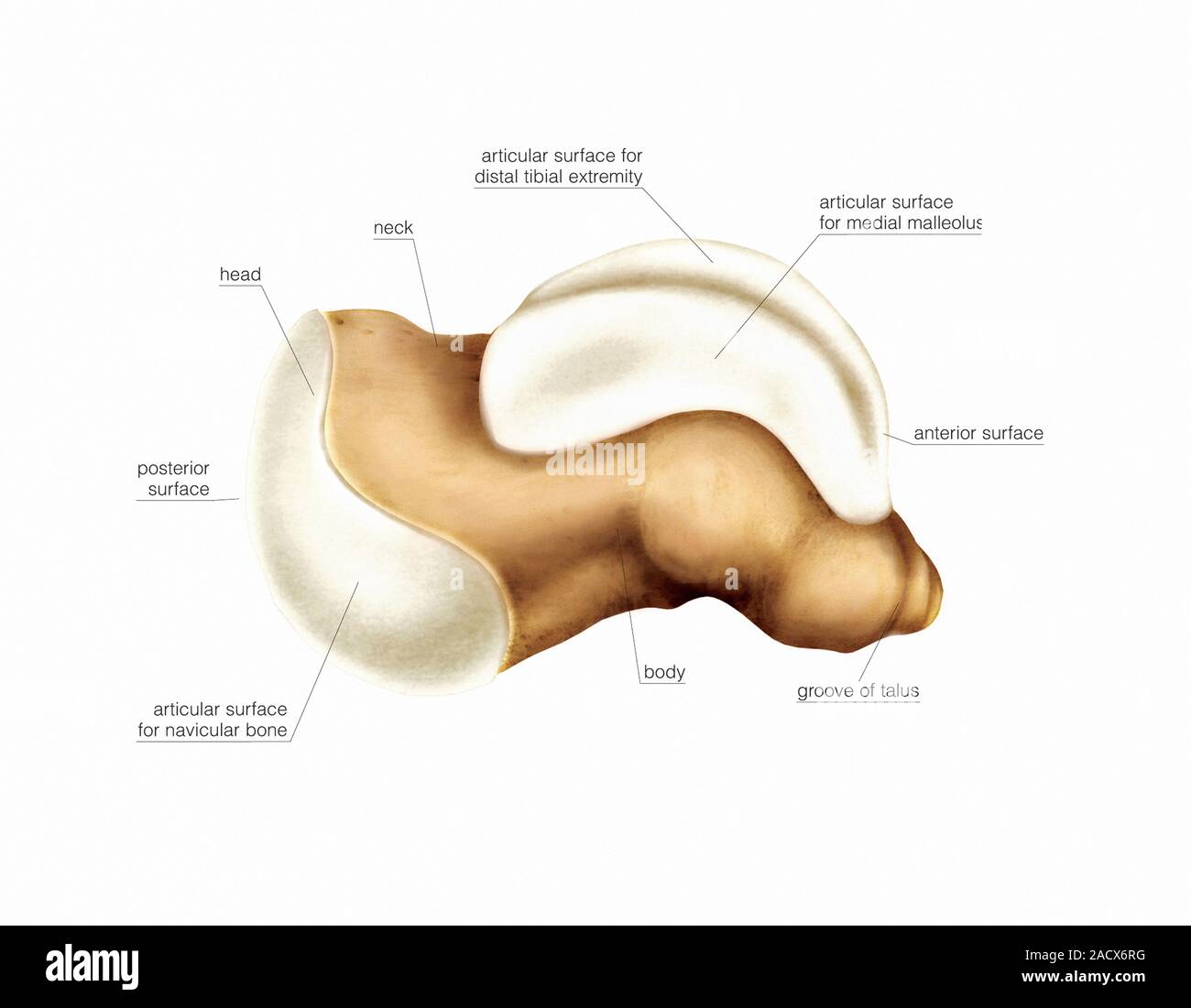 Illustration of the Talus bone. This medial view labelled illustration ...