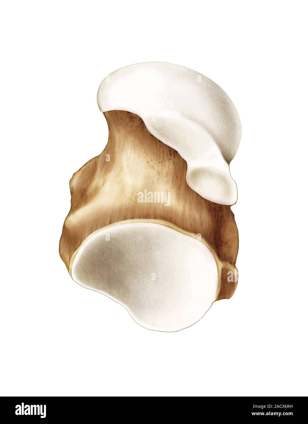 Illustration of the Talus bone. This lateral view illustration is from ...