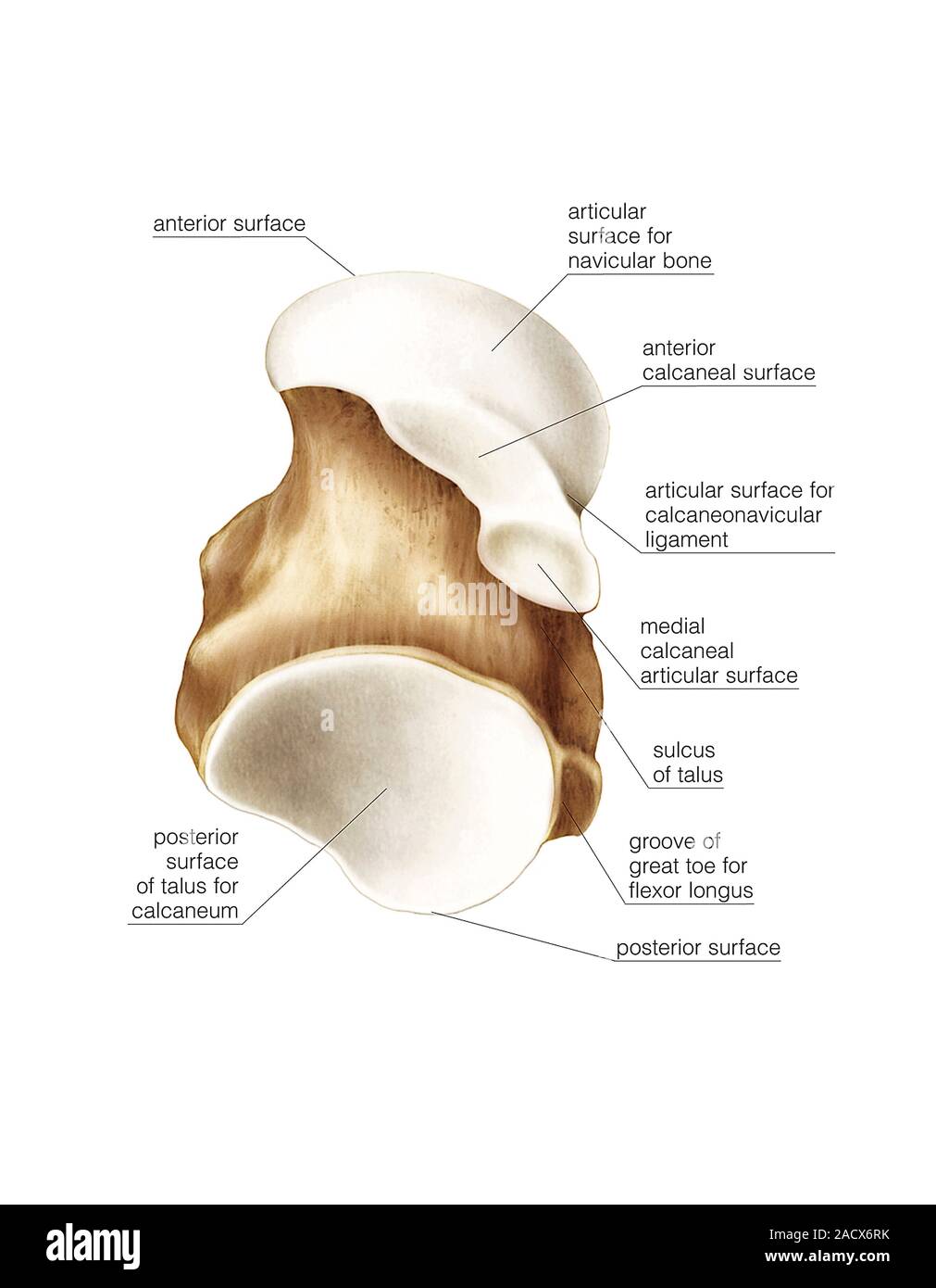 Illustration of the Talus bone. This lateral view labelled illustration ...