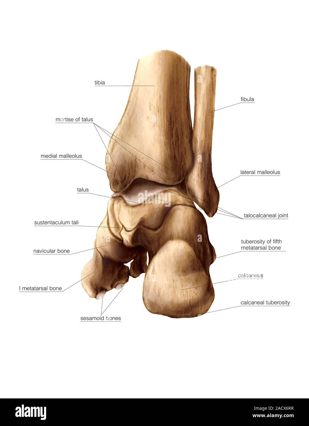 Illustration of the Talus bone. This posterior view labelled ...