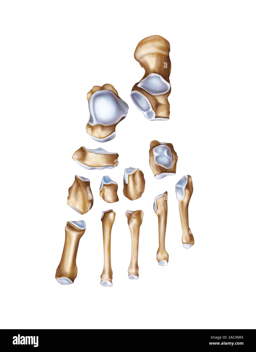 Illustration of the tarsus and metatarsus bones. This dorsal view ...