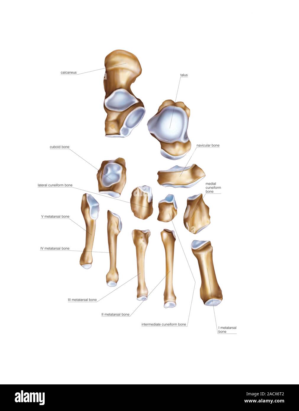 Illustration of the tarsus and metatarsus bones. This dorsal view ...