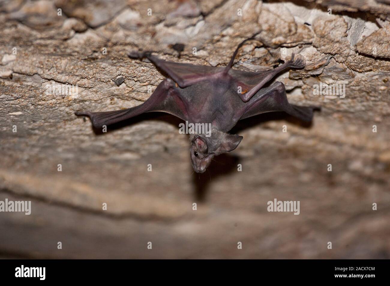 Larger Mouse-Tailed Bat (Rhinopoma microphyllum) on a cave wall ...