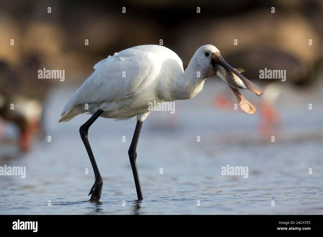 Common Spoonbill (Platalea leucorodia) swallows a fish, north Israel ...