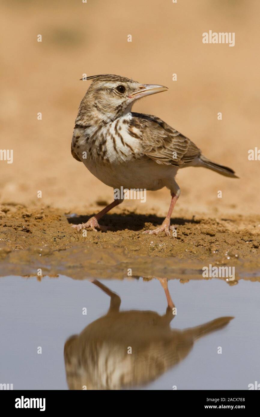 Crested Lark (Galerida cristata) near water. Crested larks breed across ...