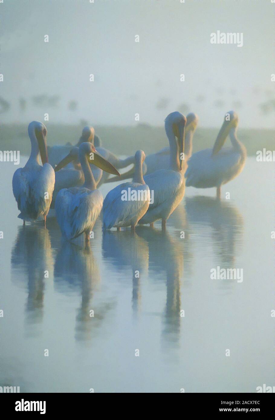 Great White Pelican (Pelecanus onocrotalus) flock in the water, hulla ...