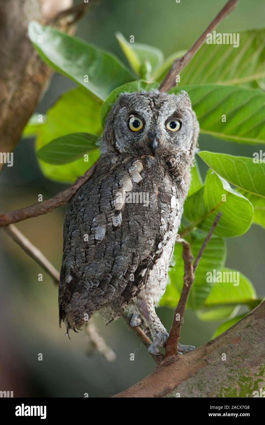 European Scops Owl (Otus scops) on a tree, Hefer valley, Israel Stock ...