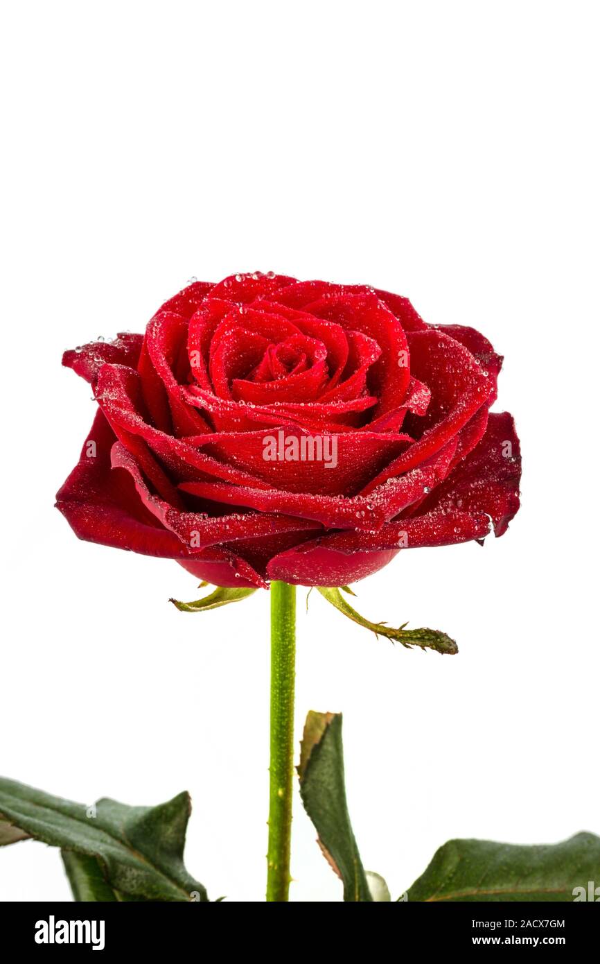 Red Rose. Signs of love Stock Photo - Alamy