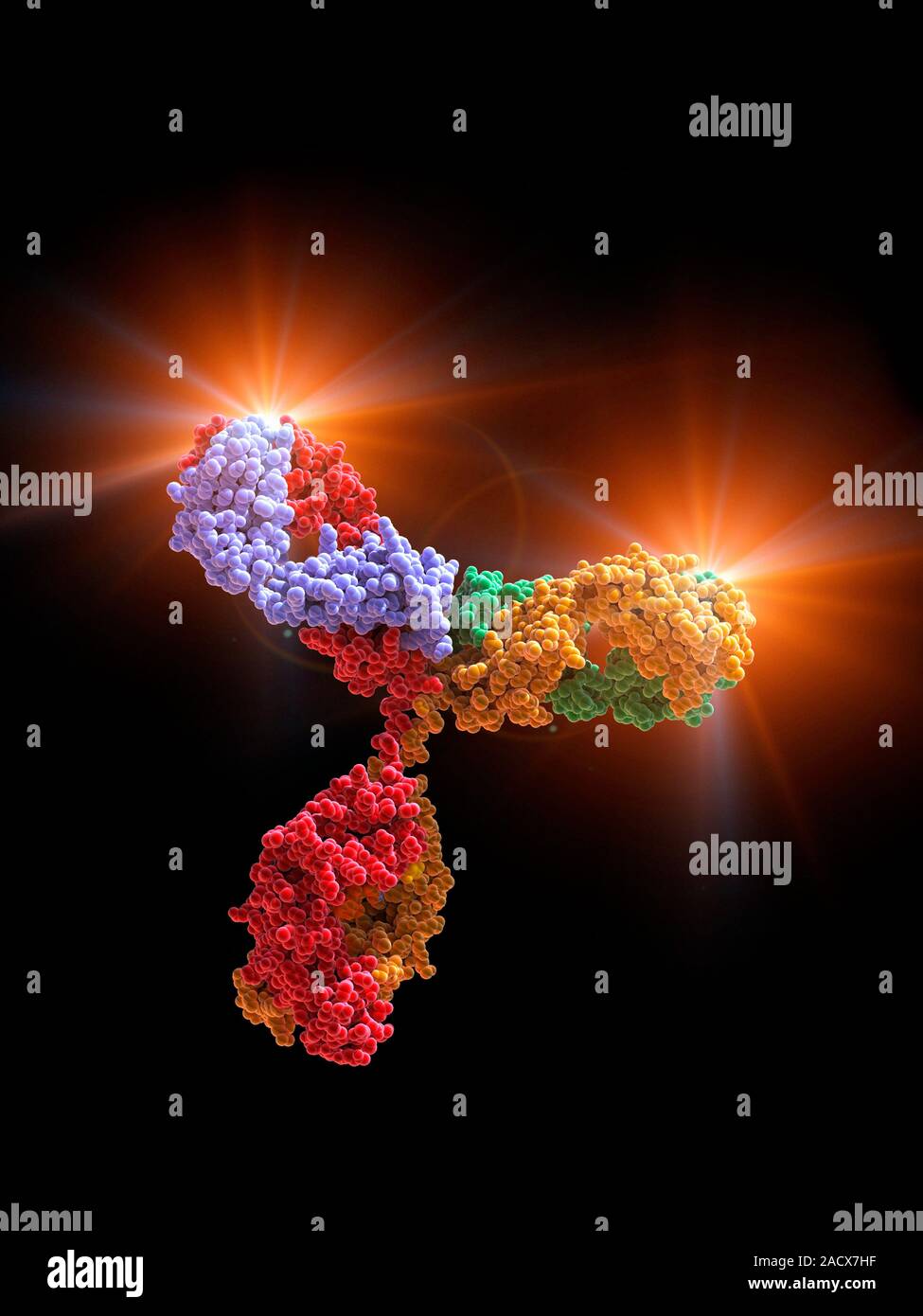 Immunoglobulin G antibody molecule. Computer artwork of a model of the ...