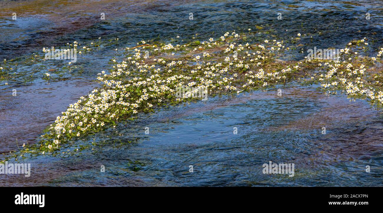 Common Water Crowfoot, Ranunculus aquatilis, in a small, slow flowing ...