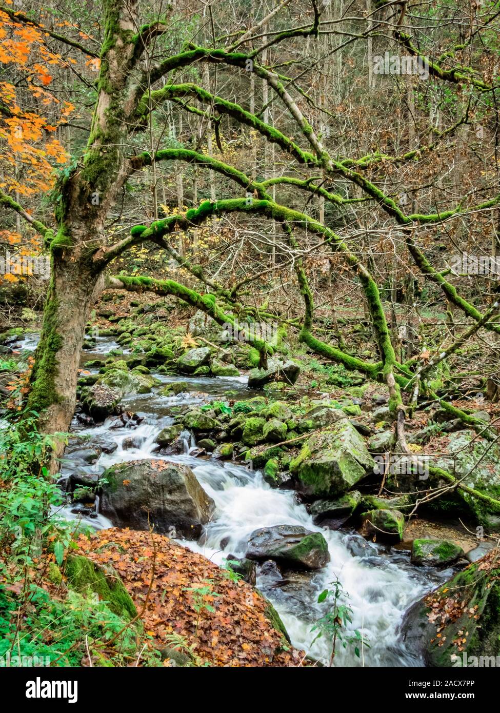 Stream with running water Stock Photo - Alamy