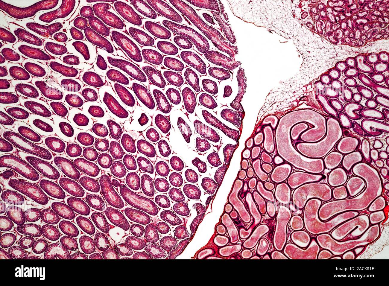 Testis. Light micrograph of a transverse section through a testis from ...