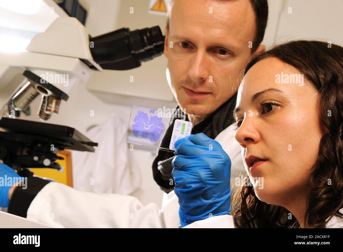 Behavioural neuroscientists examining a brain slice from an obese pig ... Behavioural neuroscientists examining a brain slice from an obese pig ...