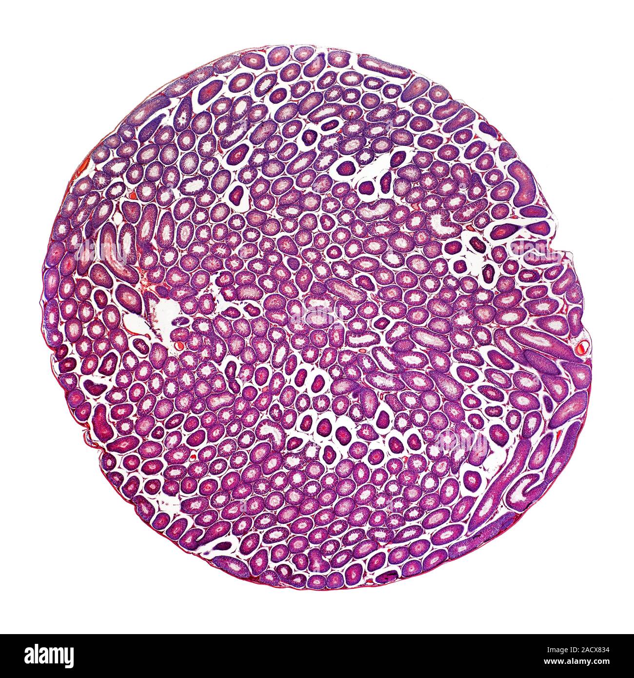Testis. Light micrograph of a transverse section through a testis from ...