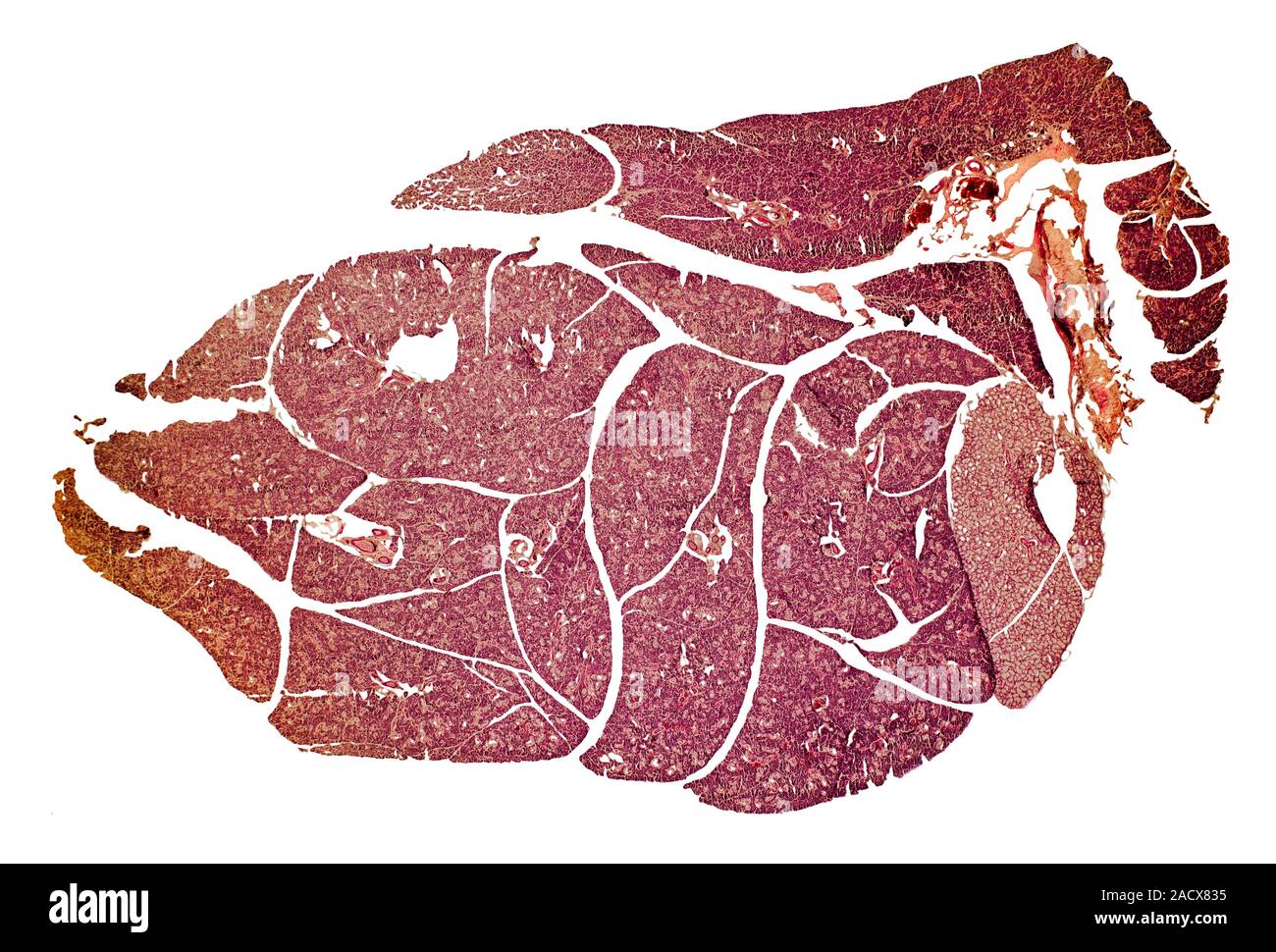 Salivary gland. Light micrograph of a section through a sub maxillary ...