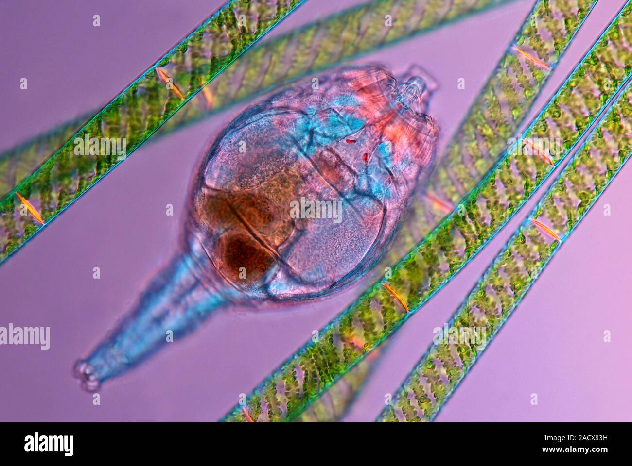 Polarised light micrograph of a Rotaria sp. freshwater rotifer (centre ...