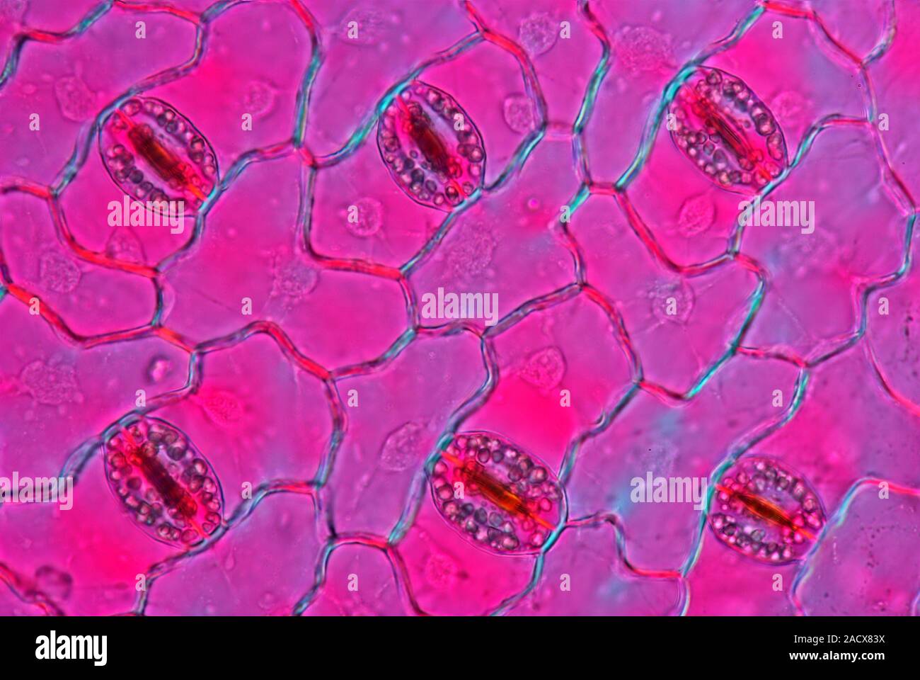 Polarised light micrograph of plantain lily (Hosta sp.) stomata ...