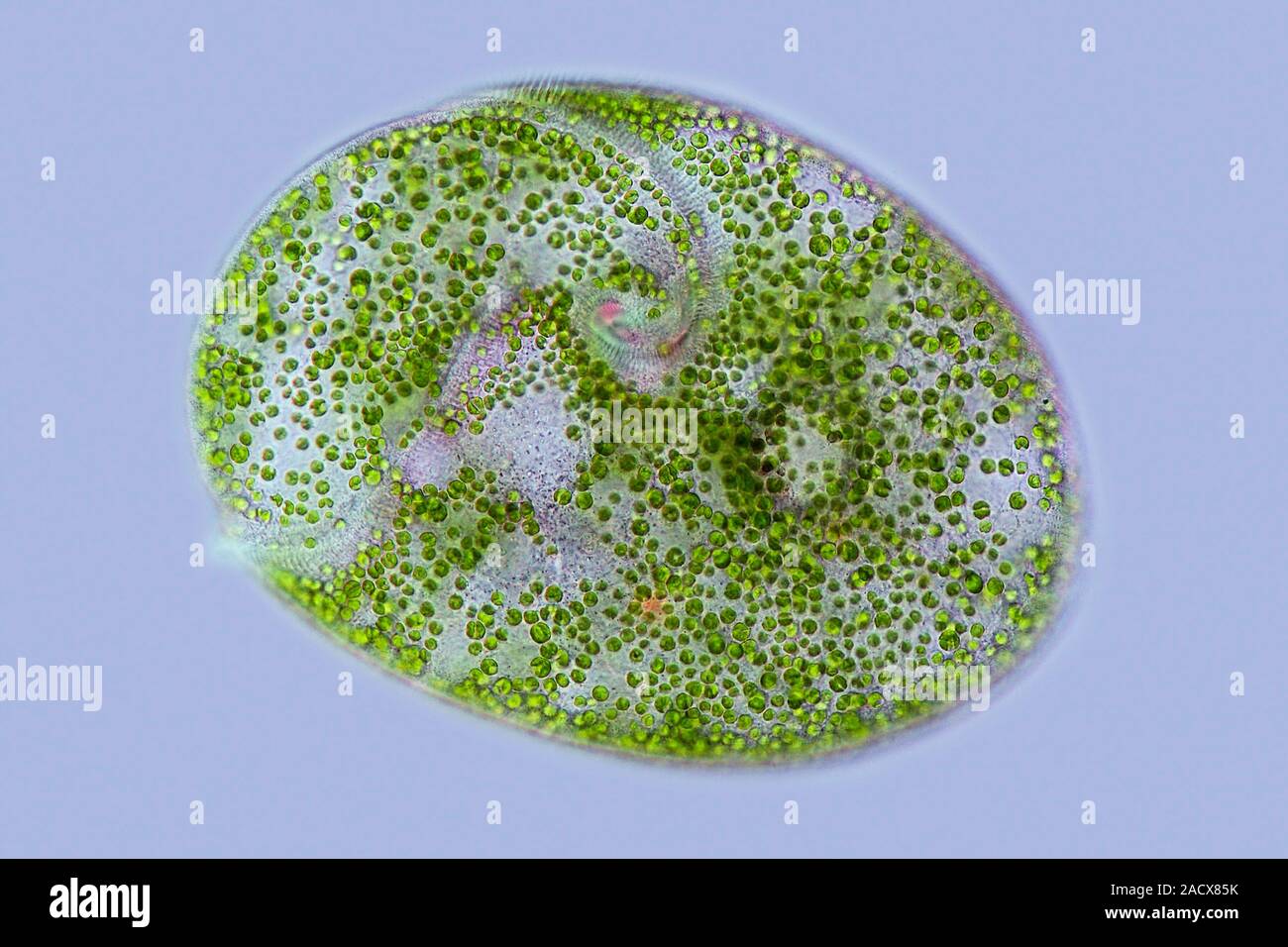 Polarised light micrograph of a Stentor sp. freshwater ciliate ...