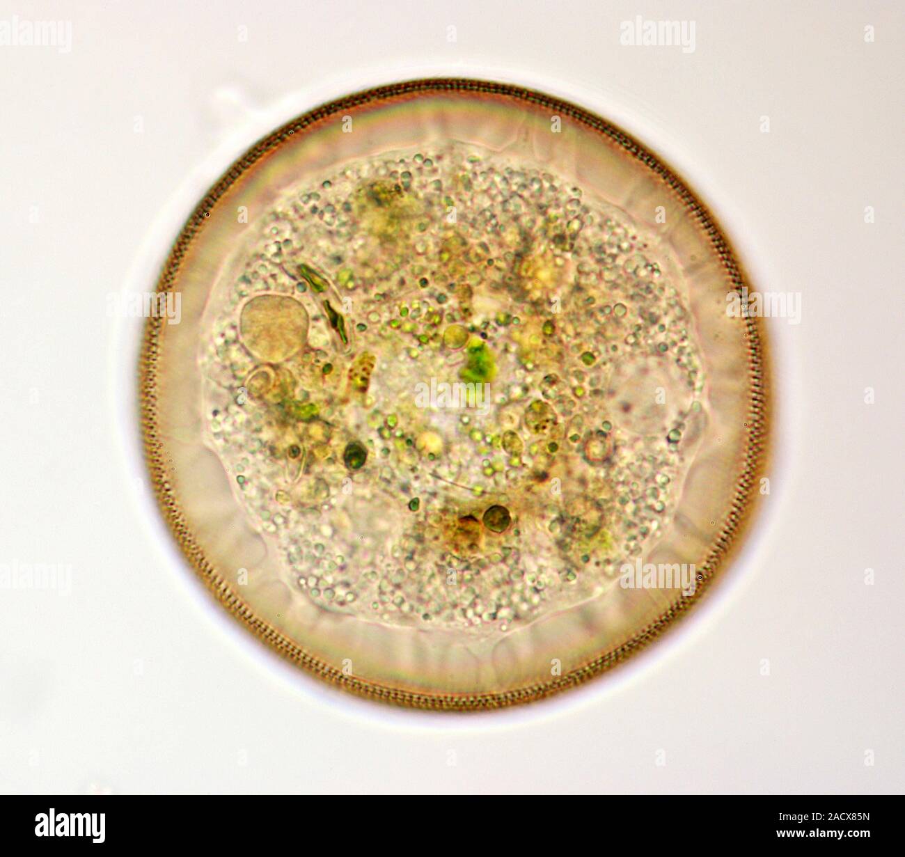 Shelled amoeba. Polarised micrograph of the testate (shelled) amoeba ...