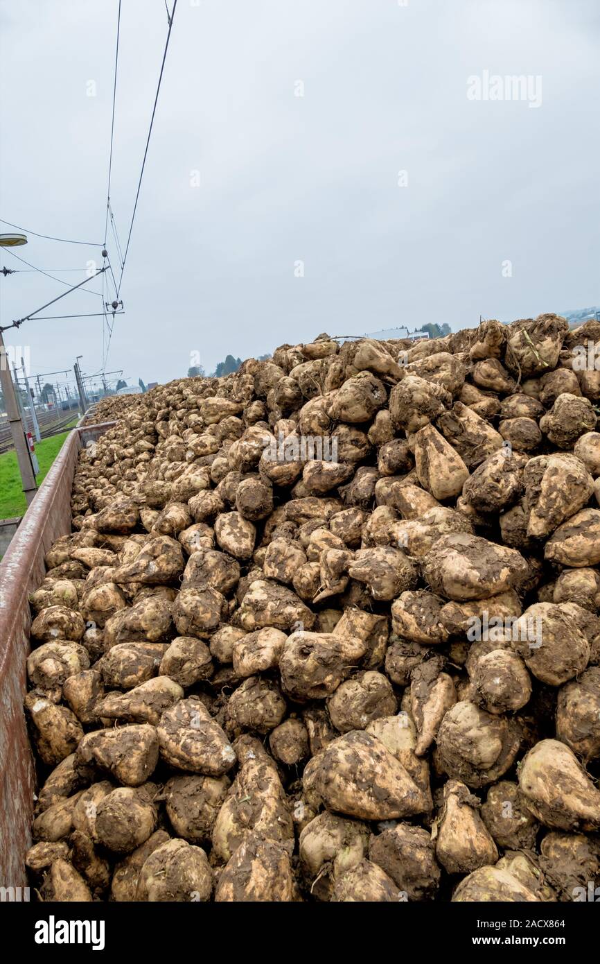 Sugar beet and freight train Stock Photo - Alamy