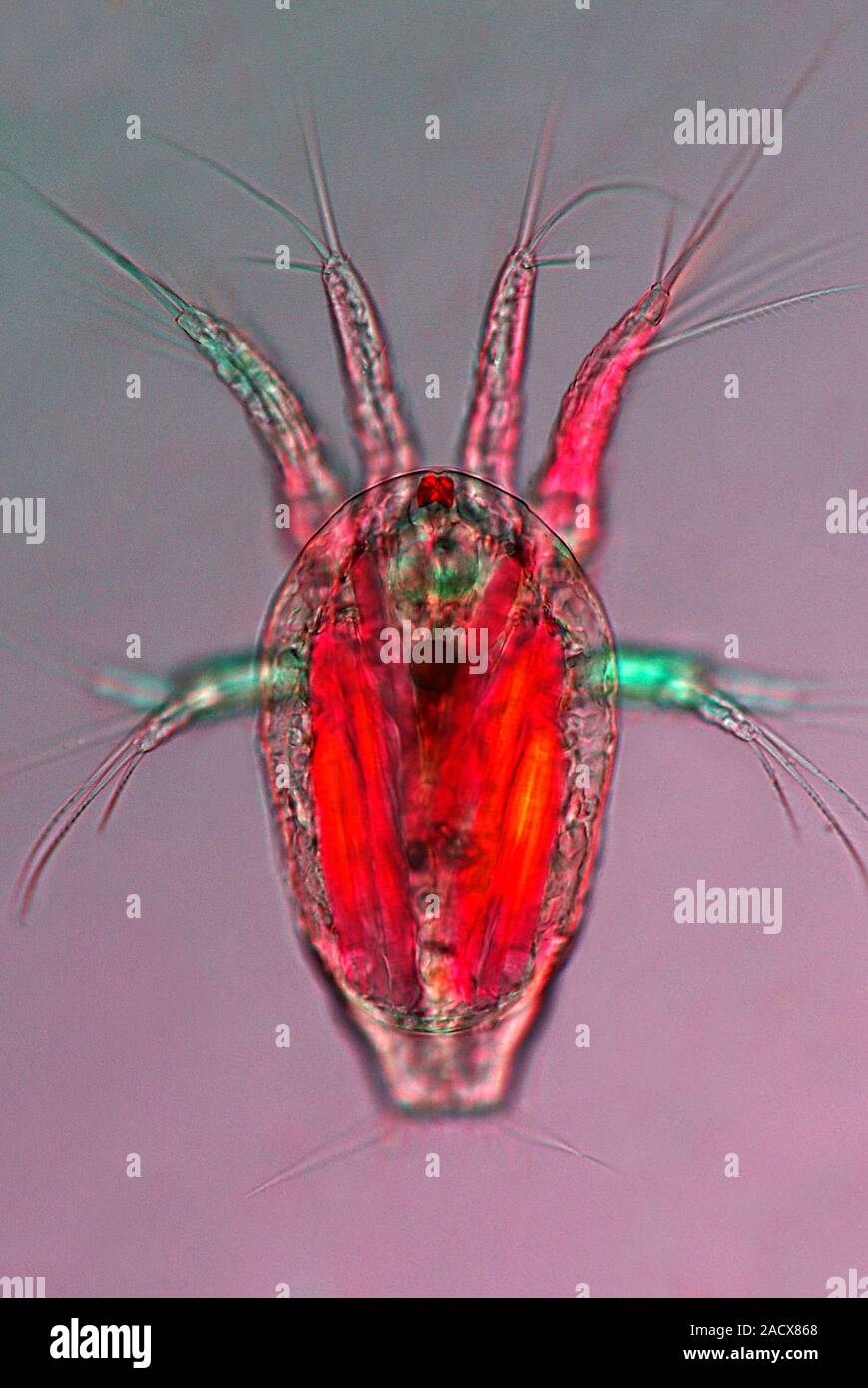 Polarised light micrograph of a Nauplius, the larval stage of a copepod ...