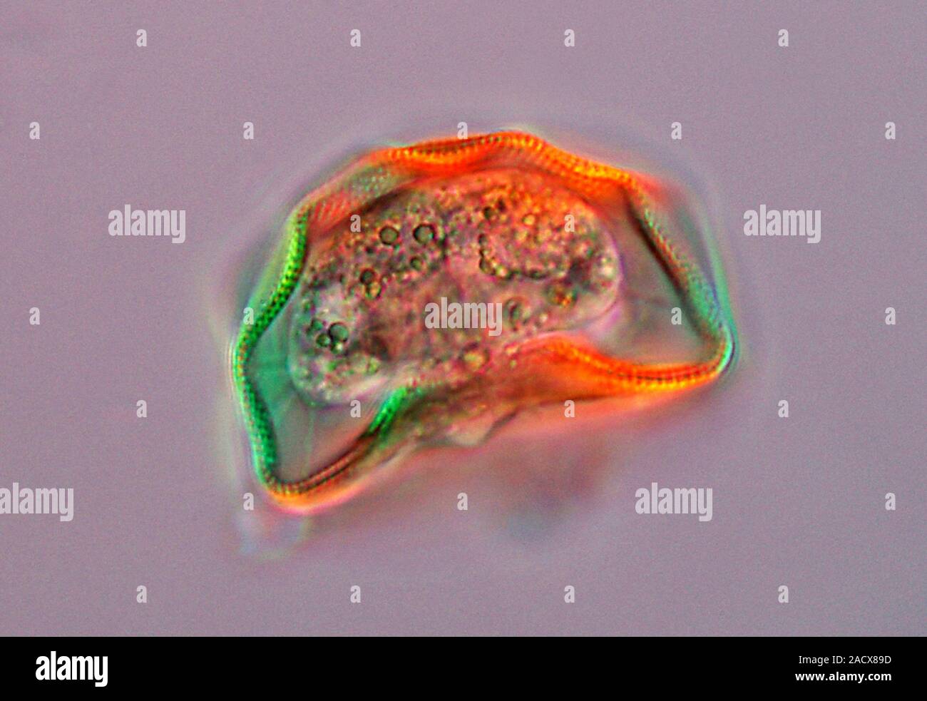 Shelled amoeba. Polarised micrograph of the testate (shelled) amoeba ...