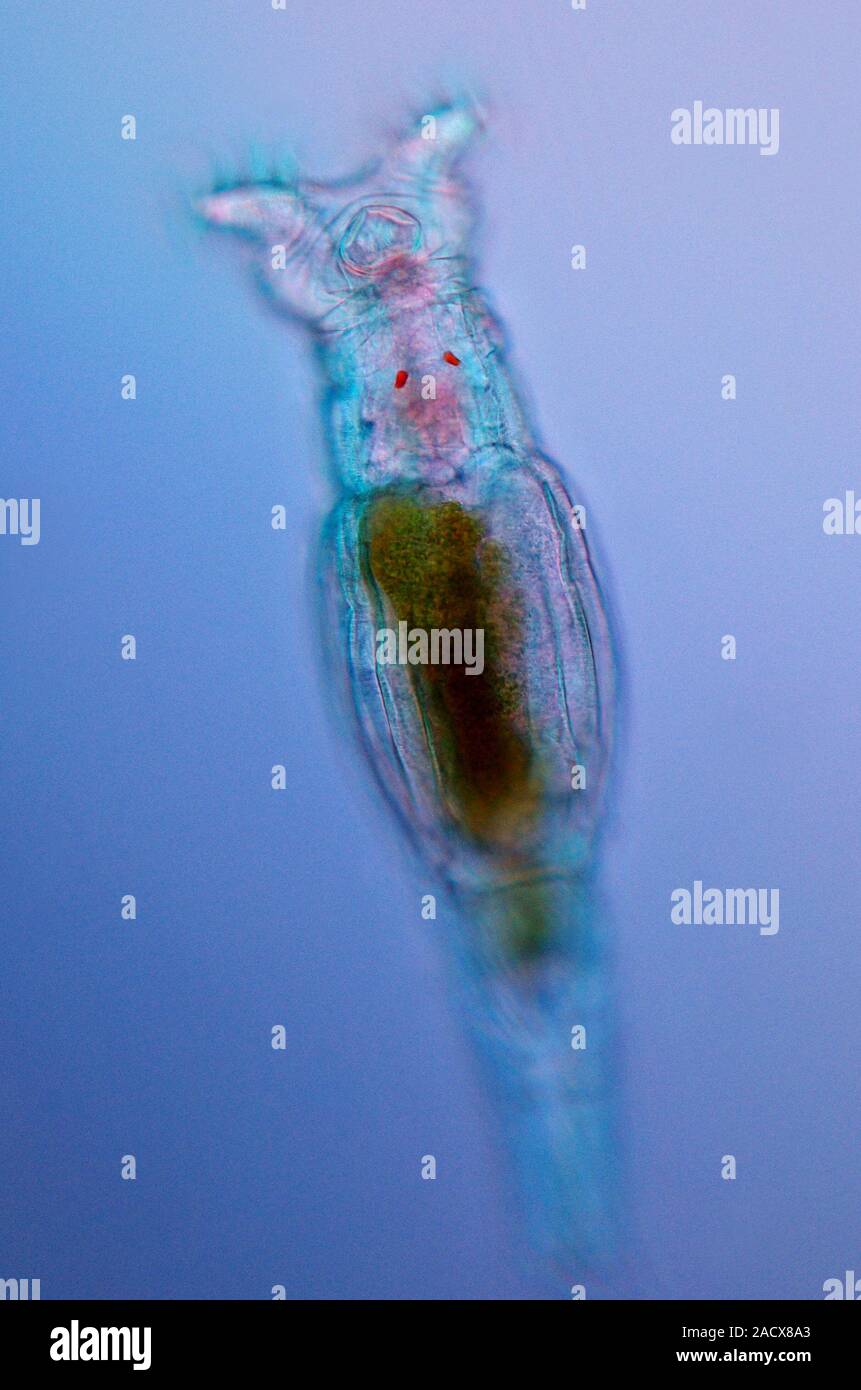 Polarised light micrograph of a Philodina sp. rotifer. Also called ...