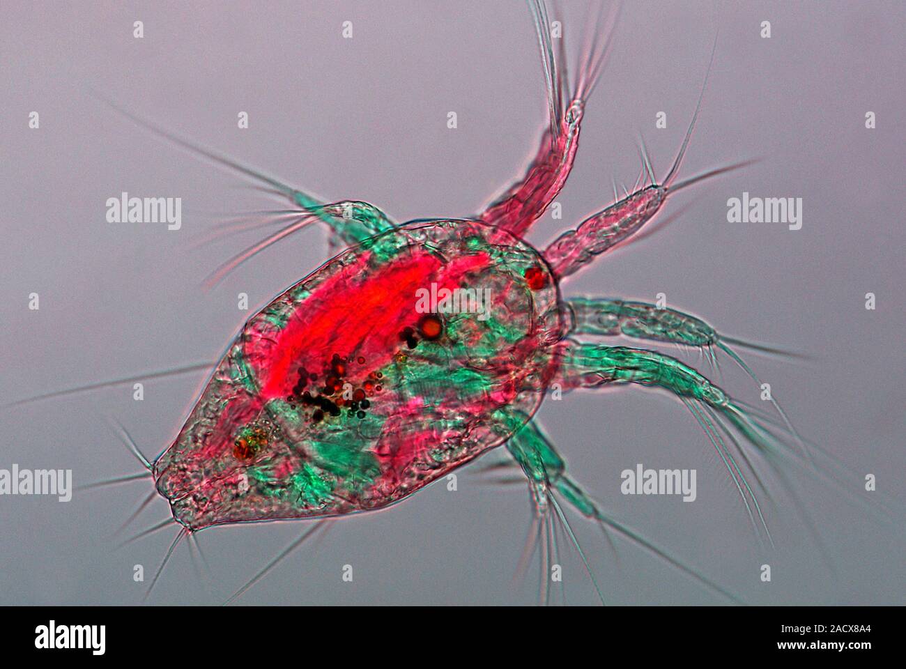 Polarised light micrograph of a Nauplius, the larval stage of a copepod ...