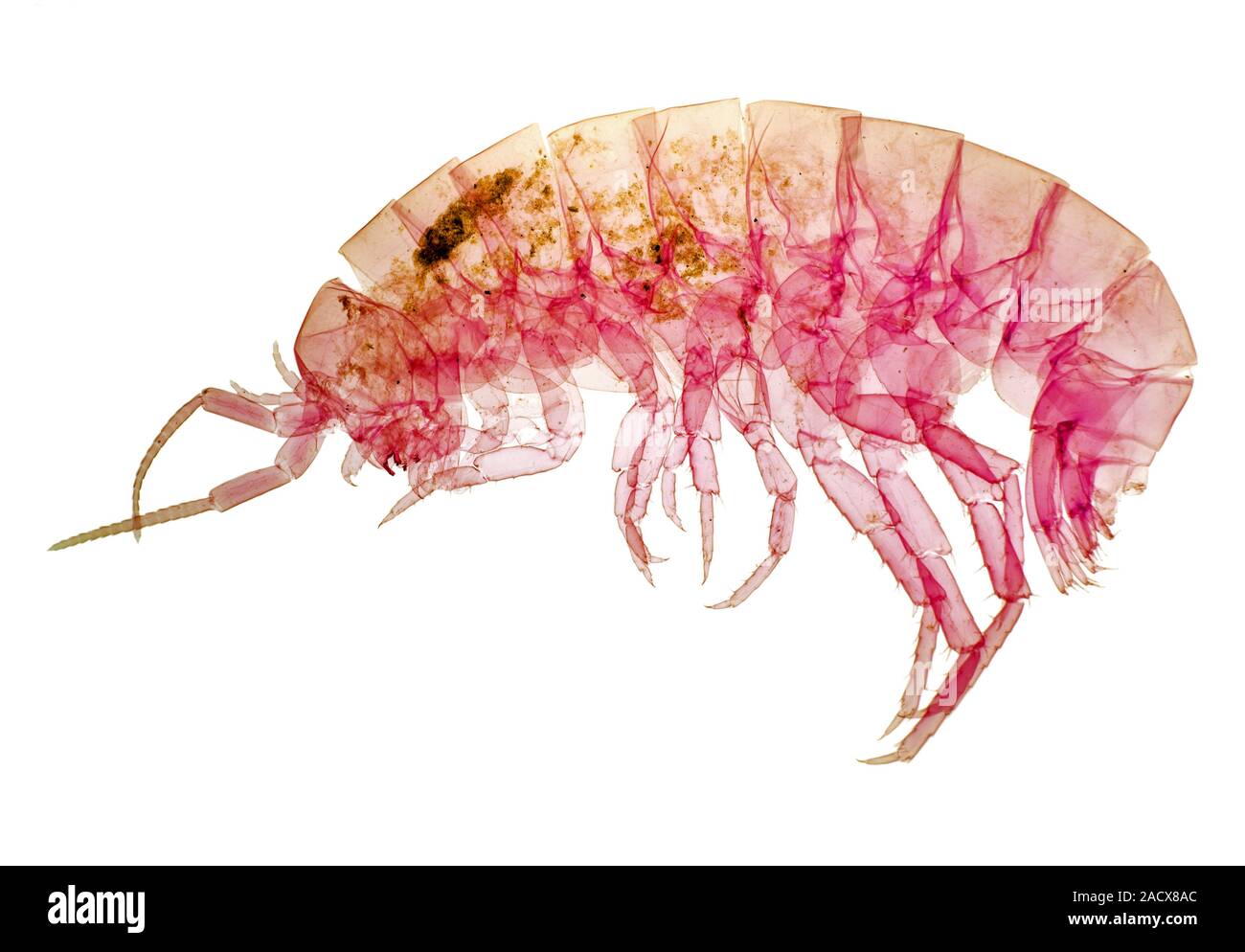 Shrimp (Talitrus saltator), light micrograph. This marine crustacean ...