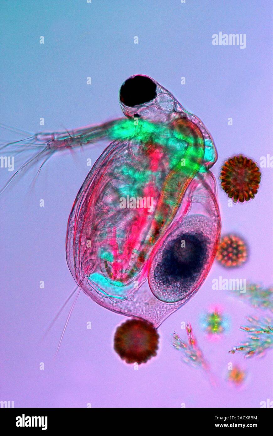 Polarised light micrograph of a water flea. Water fleas (order ...