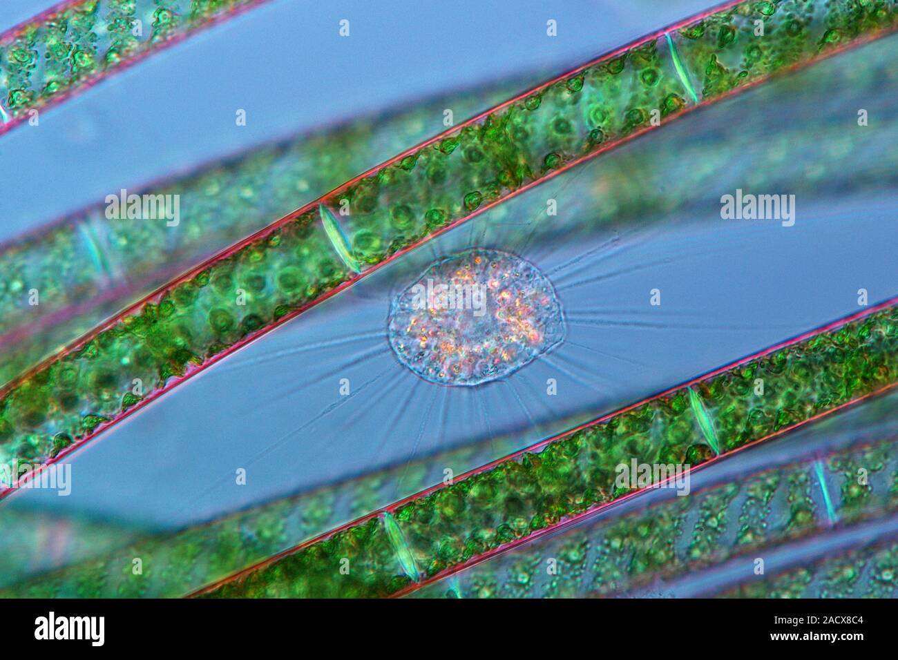 Polarised light micrograph of a Heliozoan surrounded by Spirogyra sp ...