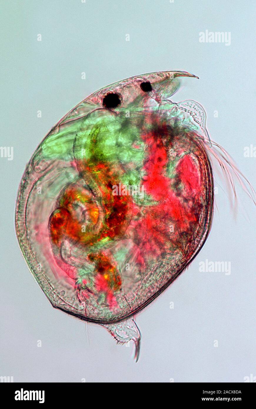Polarised light micrograph of a water flea (order Cladocera). Water ...