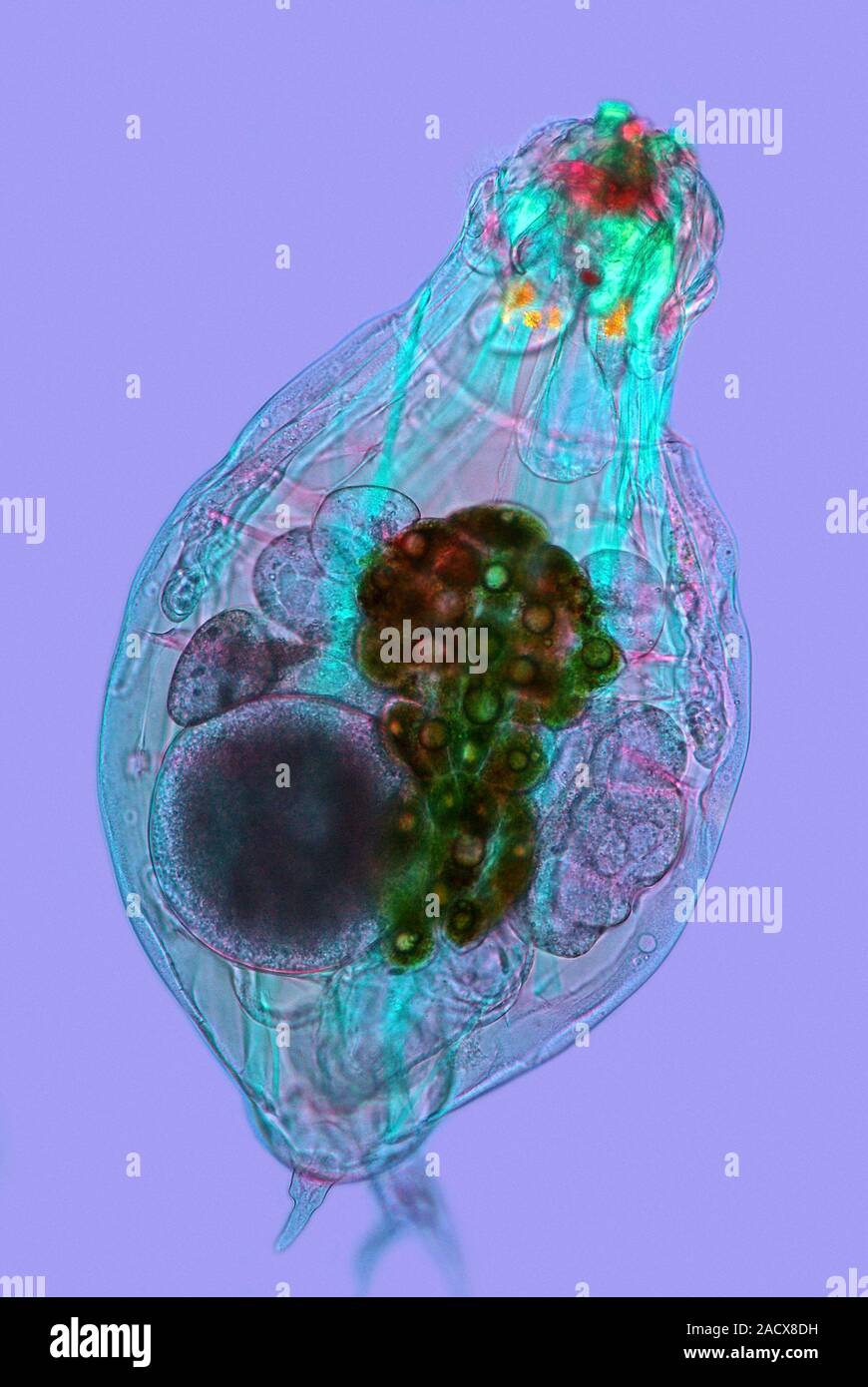Polarised light micrograph of a Philodina sp. rotifer. Also called ...