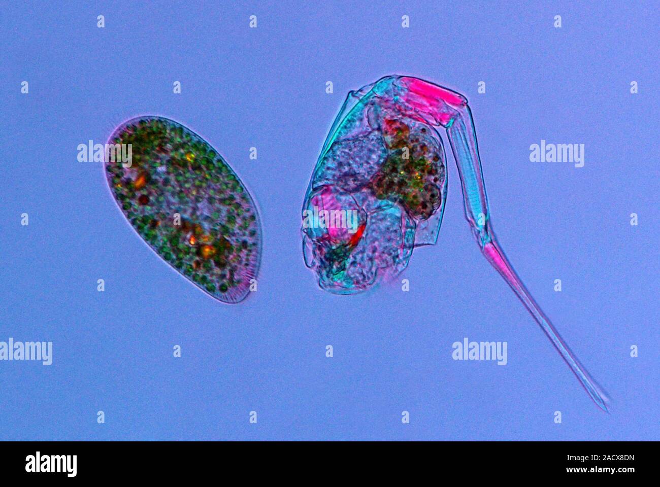 Polarised light micrograph of a Paramecium bursaria (left) and a ...