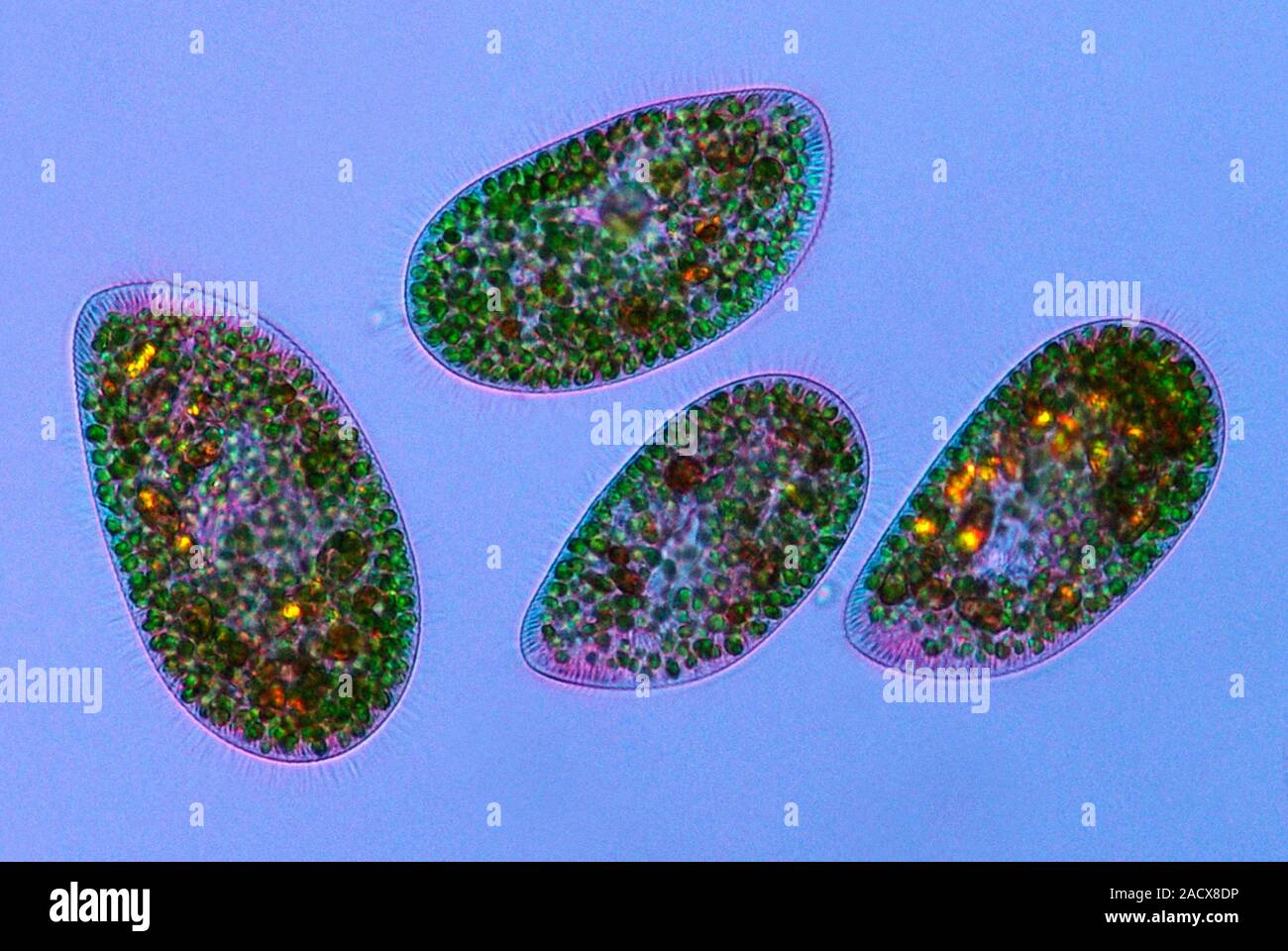 Polarised light micrograph of Paramecium bursaria ciliate protozoans ...