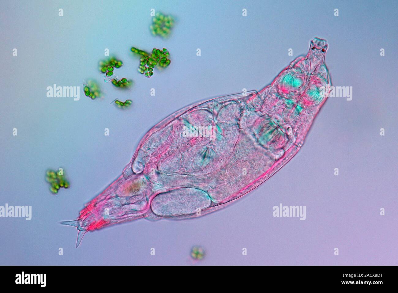 Polarised light micrograph of a rotifer (phylum Rotifera, pink) and ...