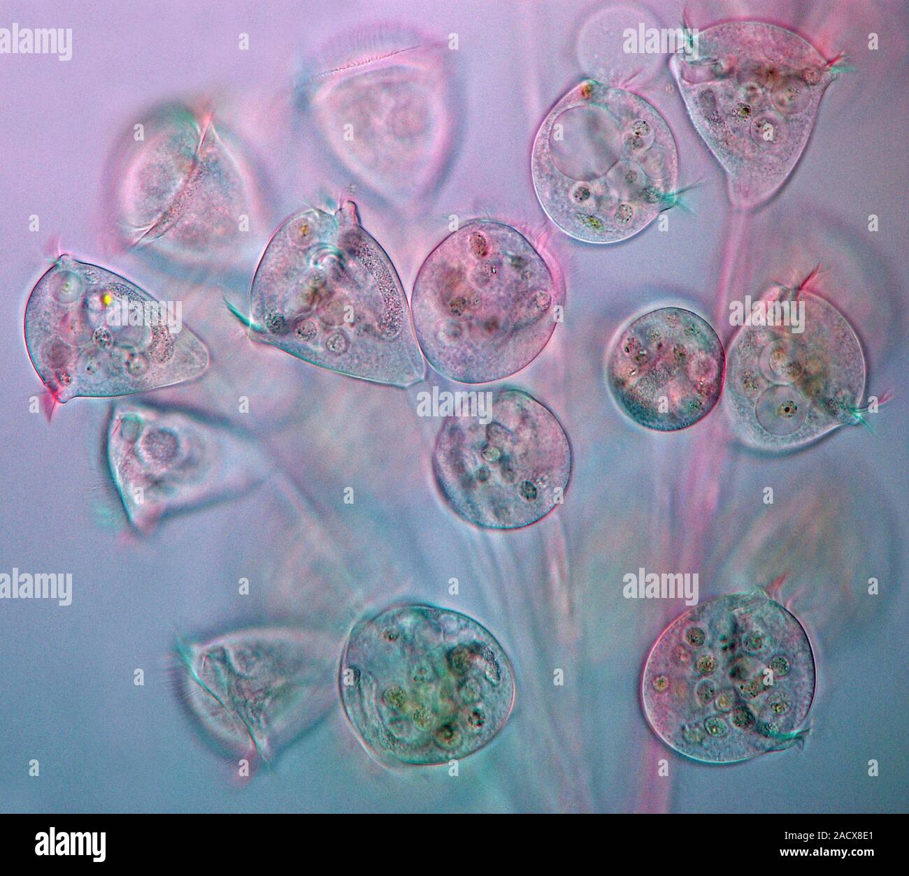 Polarised light micrograph of a Vorticella sp. peritrich ciliate ...