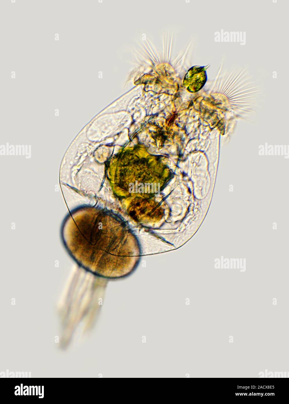 Bright field light micrograph of a Brachionus sp. freshwater rotifer ...